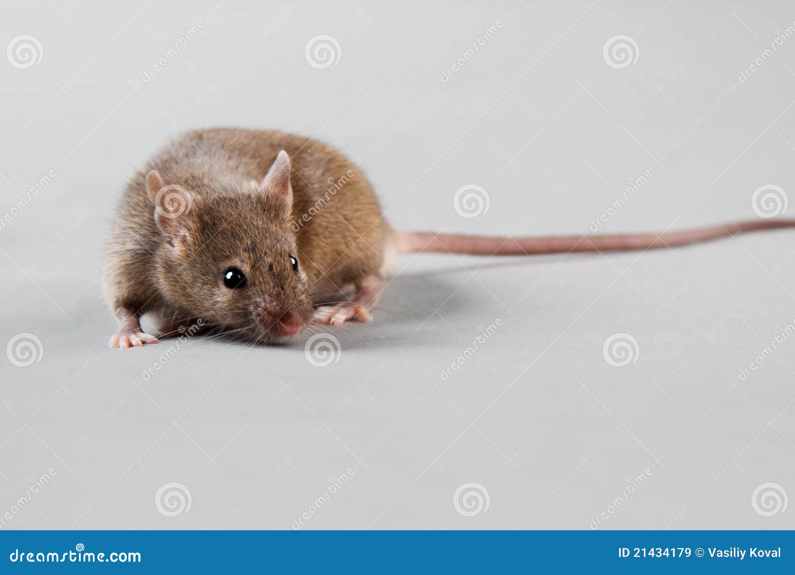 Laboratory mouse stock image. Image of looking, head - 21434179