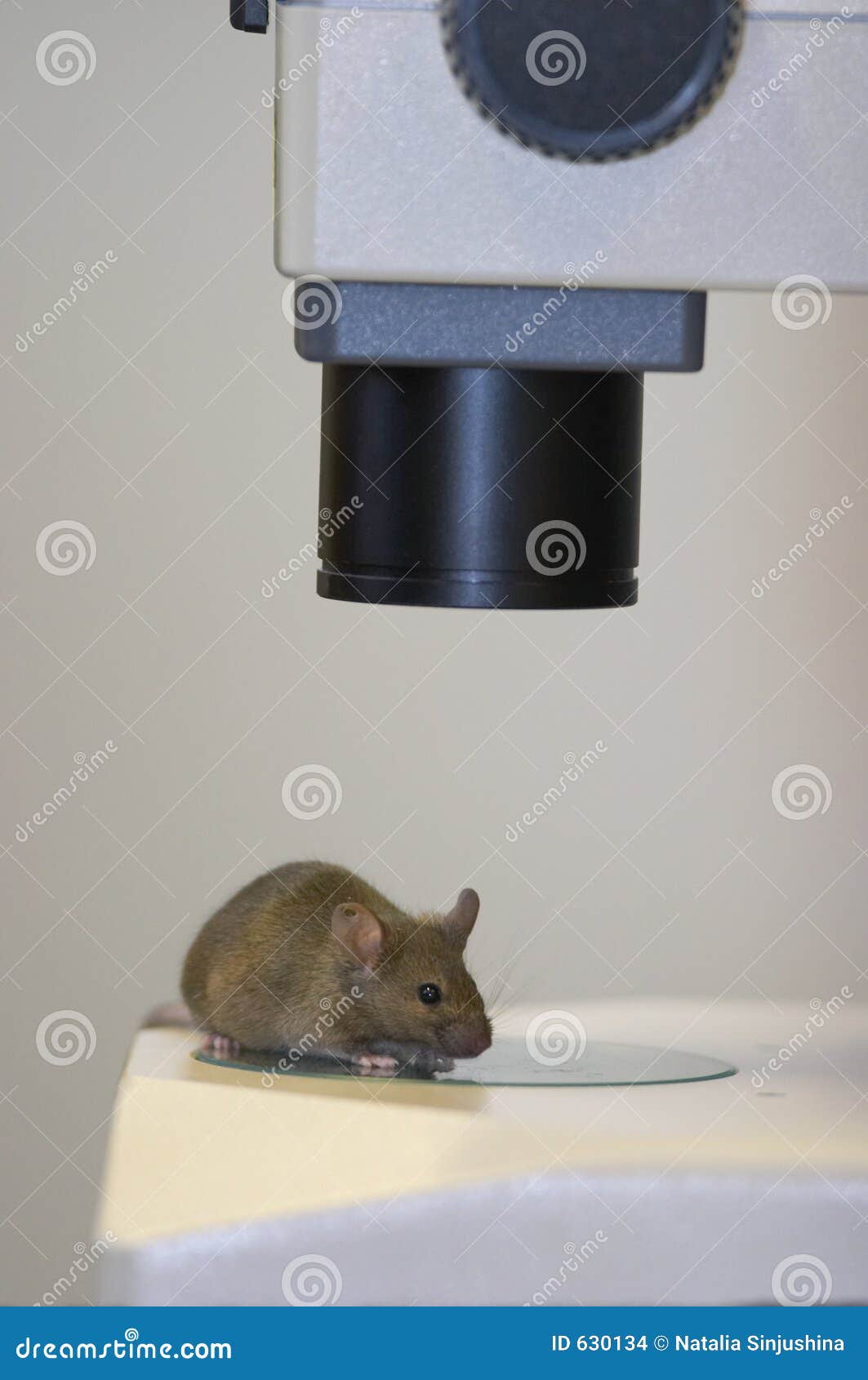 Laboratory mouse stock photo. Image of learning, scientific - 630134