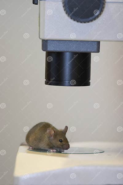 Laboratory mouse stock photo. Image of learning, scientific - 630134