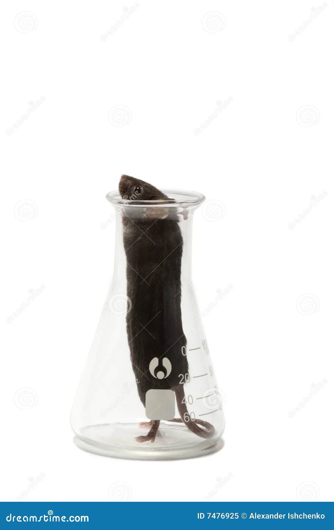 Laboratory Mouse Under The Microscope Stock Photo | CartoonDealer.com ...