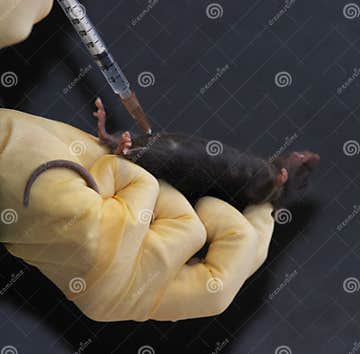 Laboratory Mouse Given Intraperitoneal Injection 2 Stock Photo - Image ...