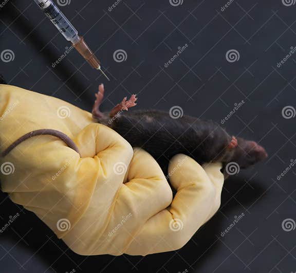 Laboratory Mouse Given Intraperitoneal Injection Stock Image - Image of ...