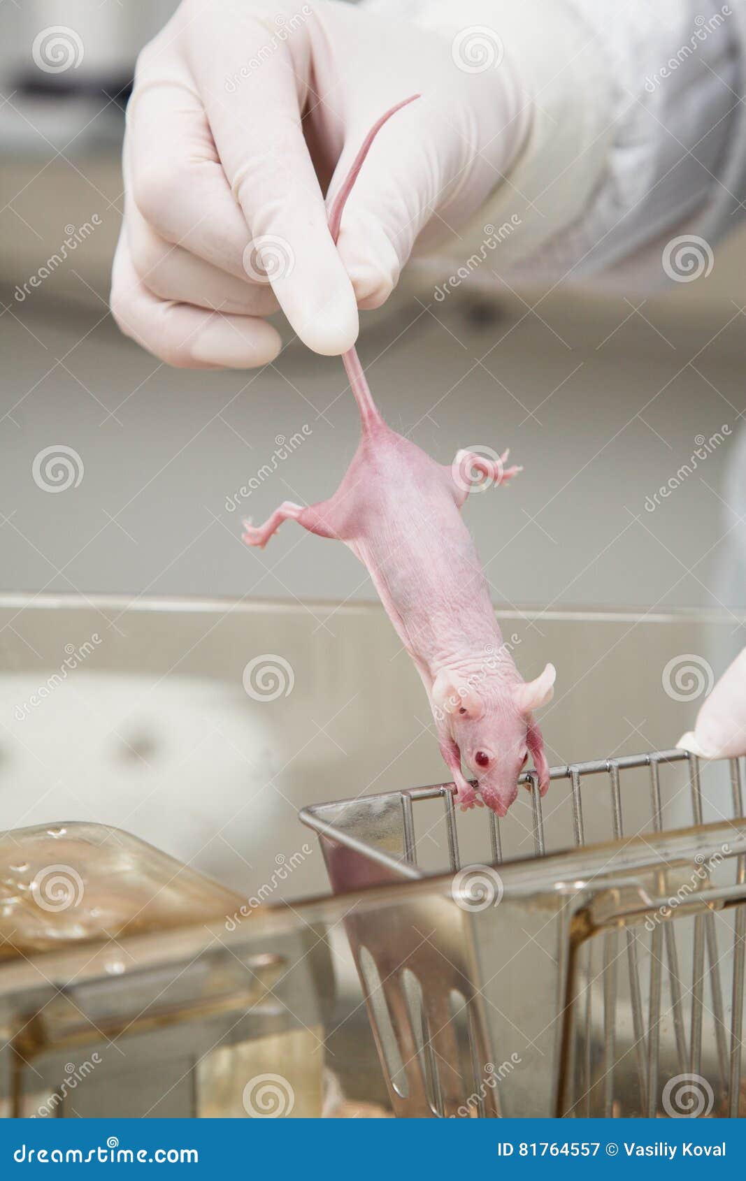 Laboratory mouse in hands stock image. Image of mice - 81764557