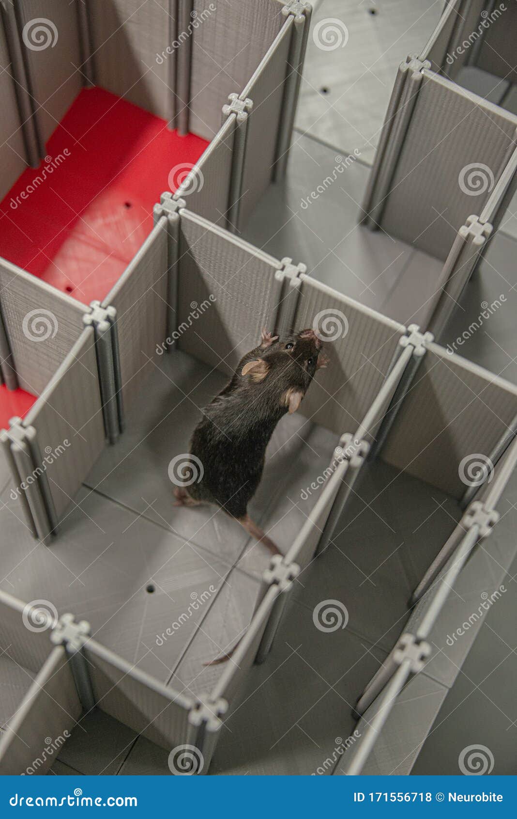 Laboratory Mouse is Running in a Labyrinth in Lab Experiments To Study ...