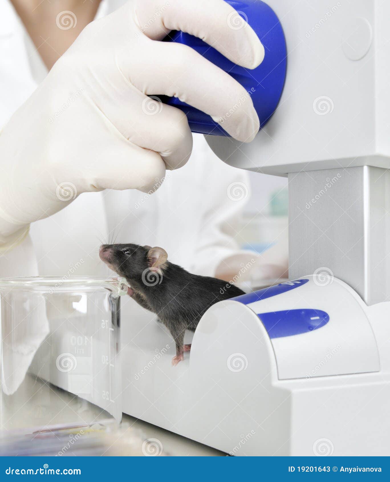 Laboratory Mouse Tries To Escape Stock Image - Image of human, mouse ...