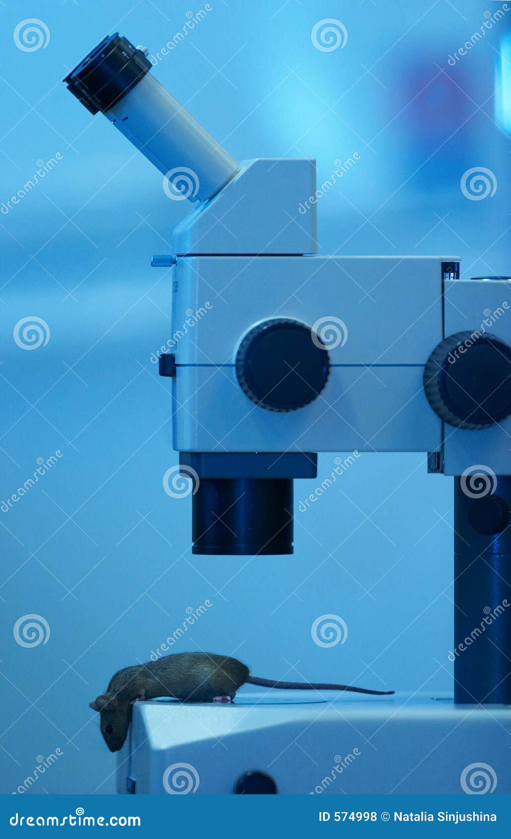 Laboratory Mouse Under The Microscope Stock Photo | CartoonDealer.com ...