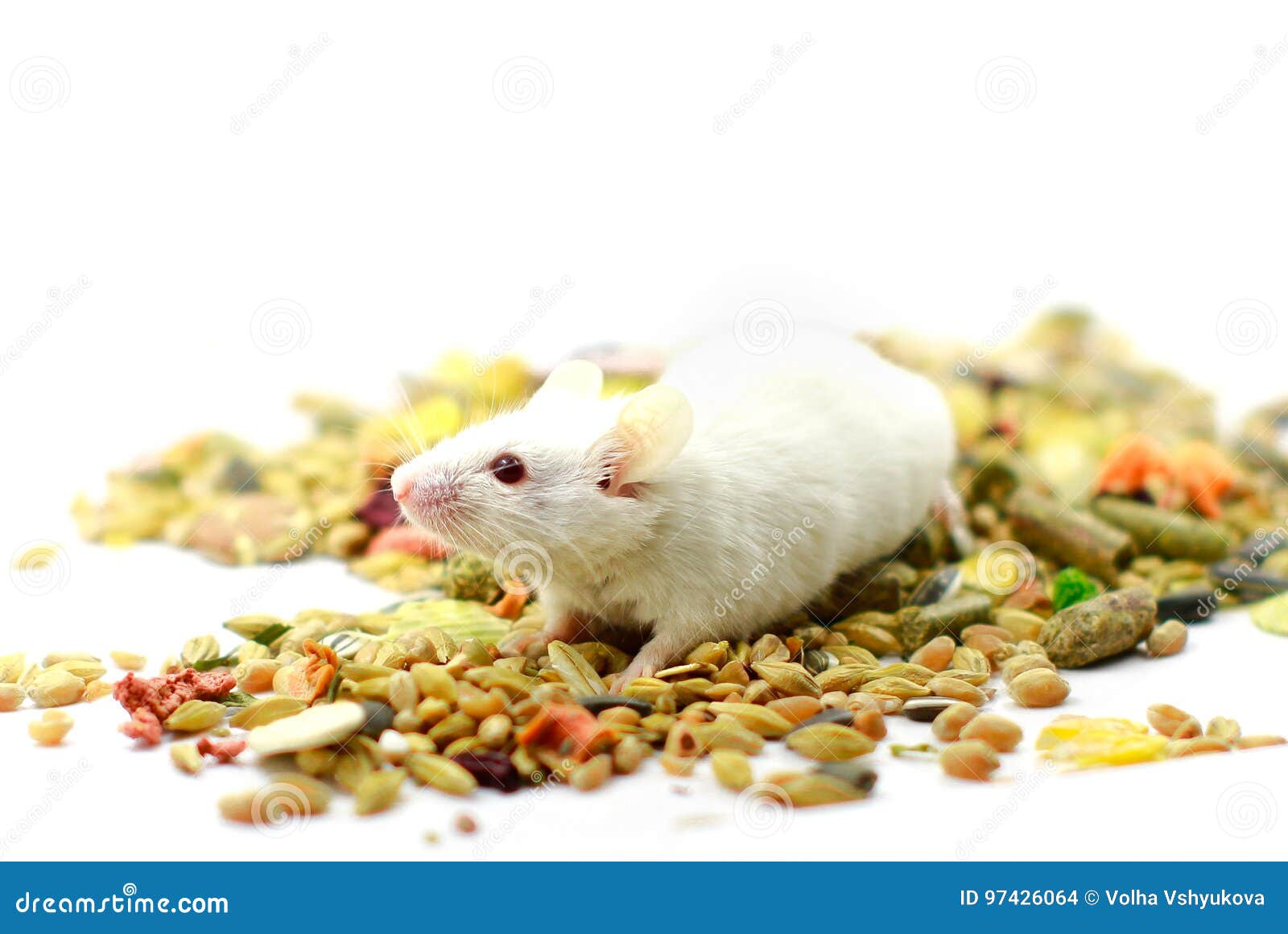Laboratory mouse on white stock photo. Image of model - 97426064