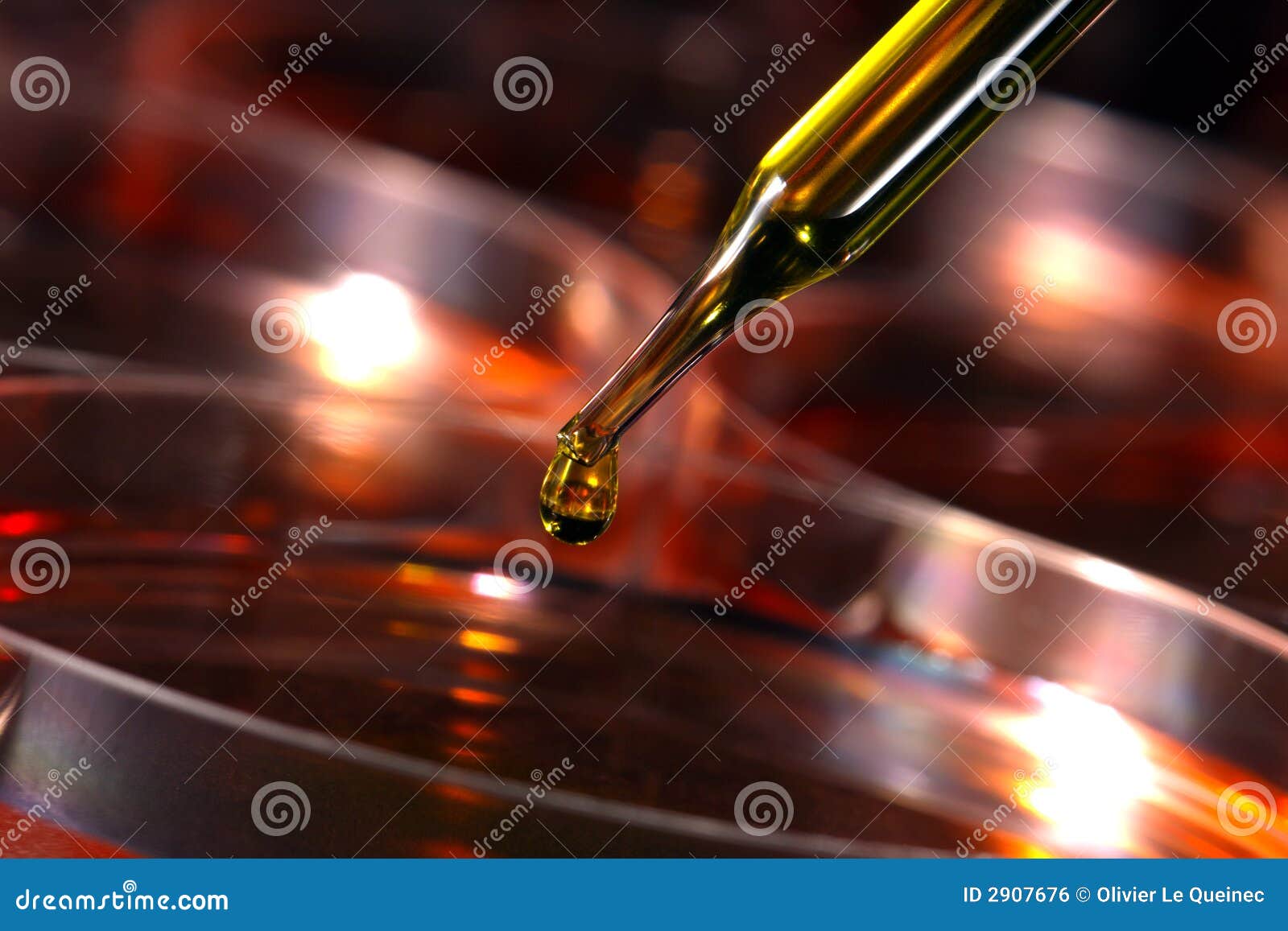 Laboratory Petri Dishes in Science Research Lab Stock Photo - Image of ...