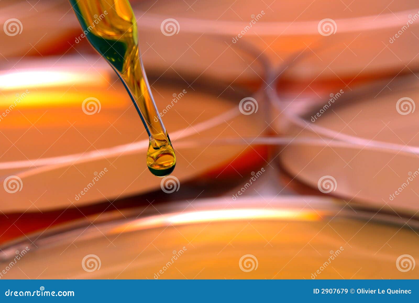 Laboratory Petri Dishes in Science Research Lab Stock Image - Image of ...