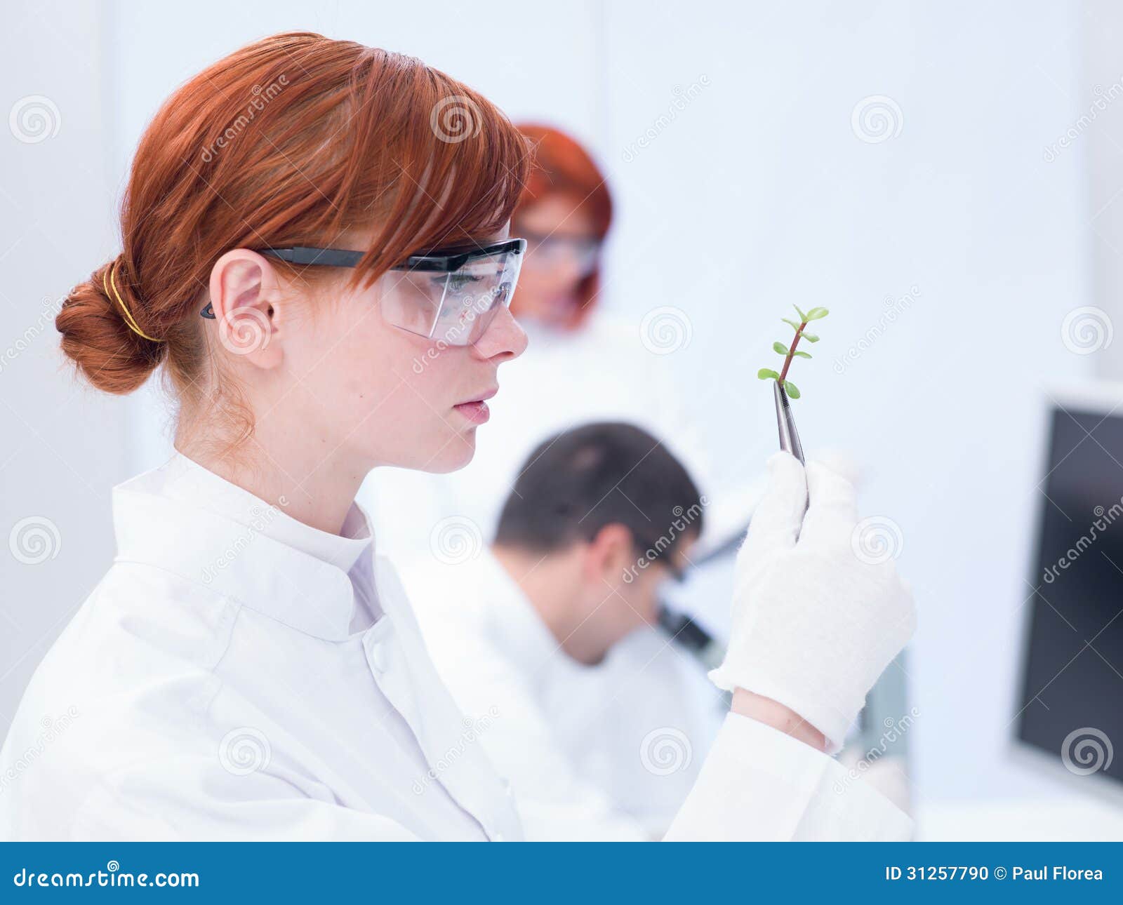 Laboratory plant analysis stock photo. Image of botanical - 31257790