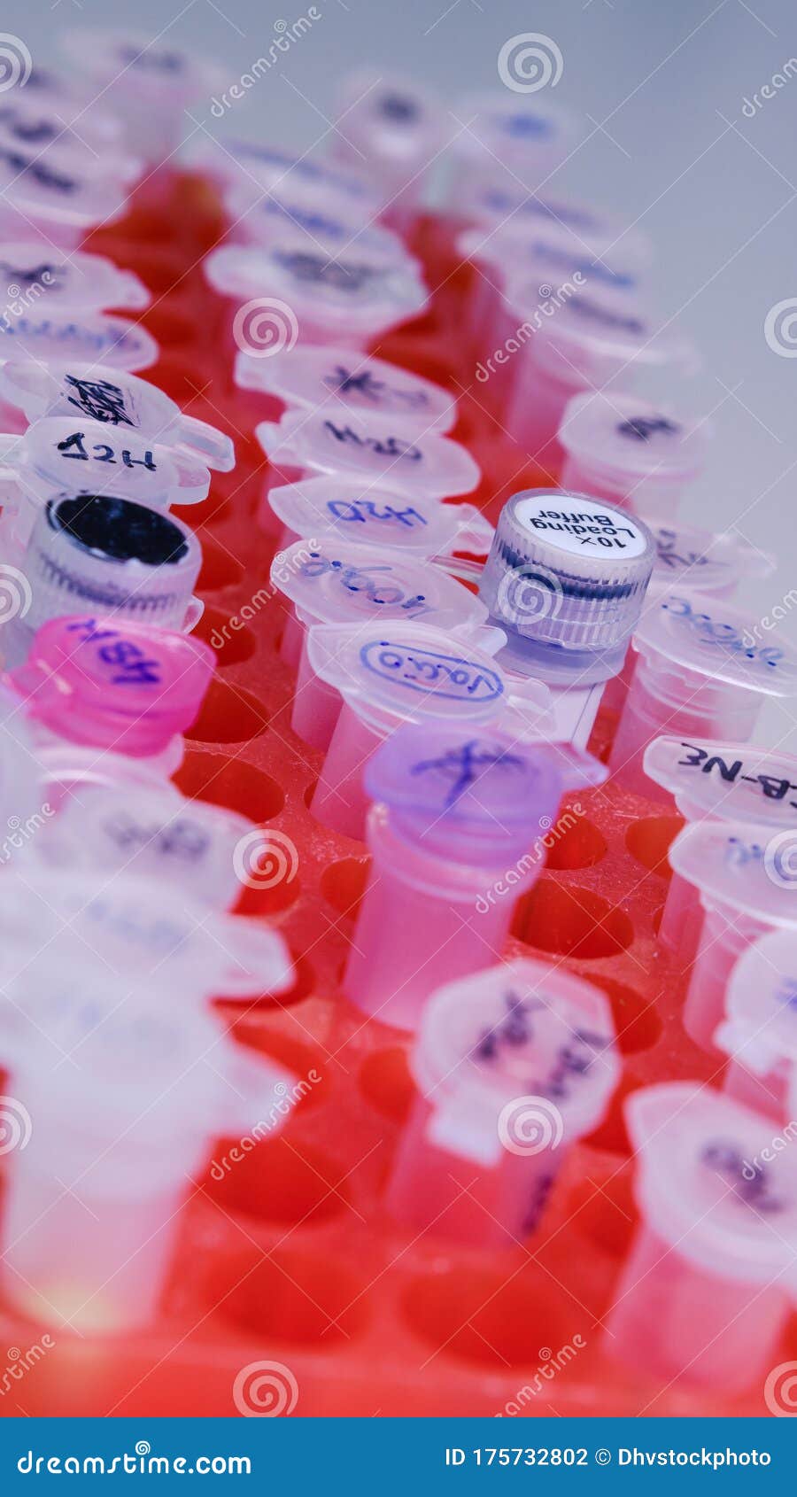 Laboratory Rack with Plastic Tubes for DNA Study. DNA Gel-loading ...