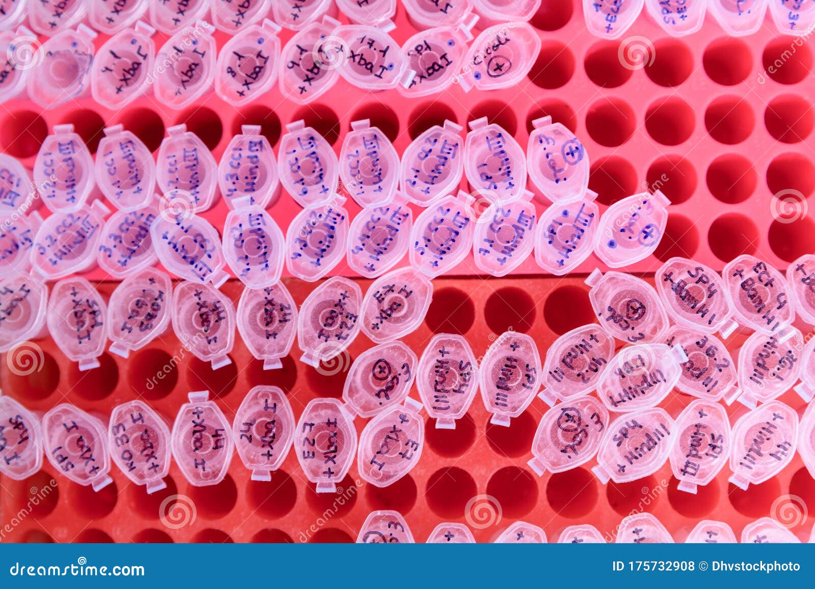 Laboratory Rack with Plastic Tubes for DNA Study. DNA Gel-loading ...