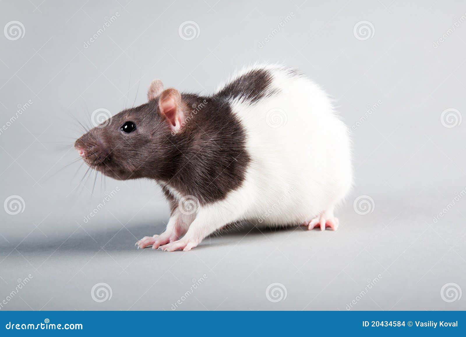 Laboratory rat stock photo. Image of medic, rodent, laboratory - 20434584