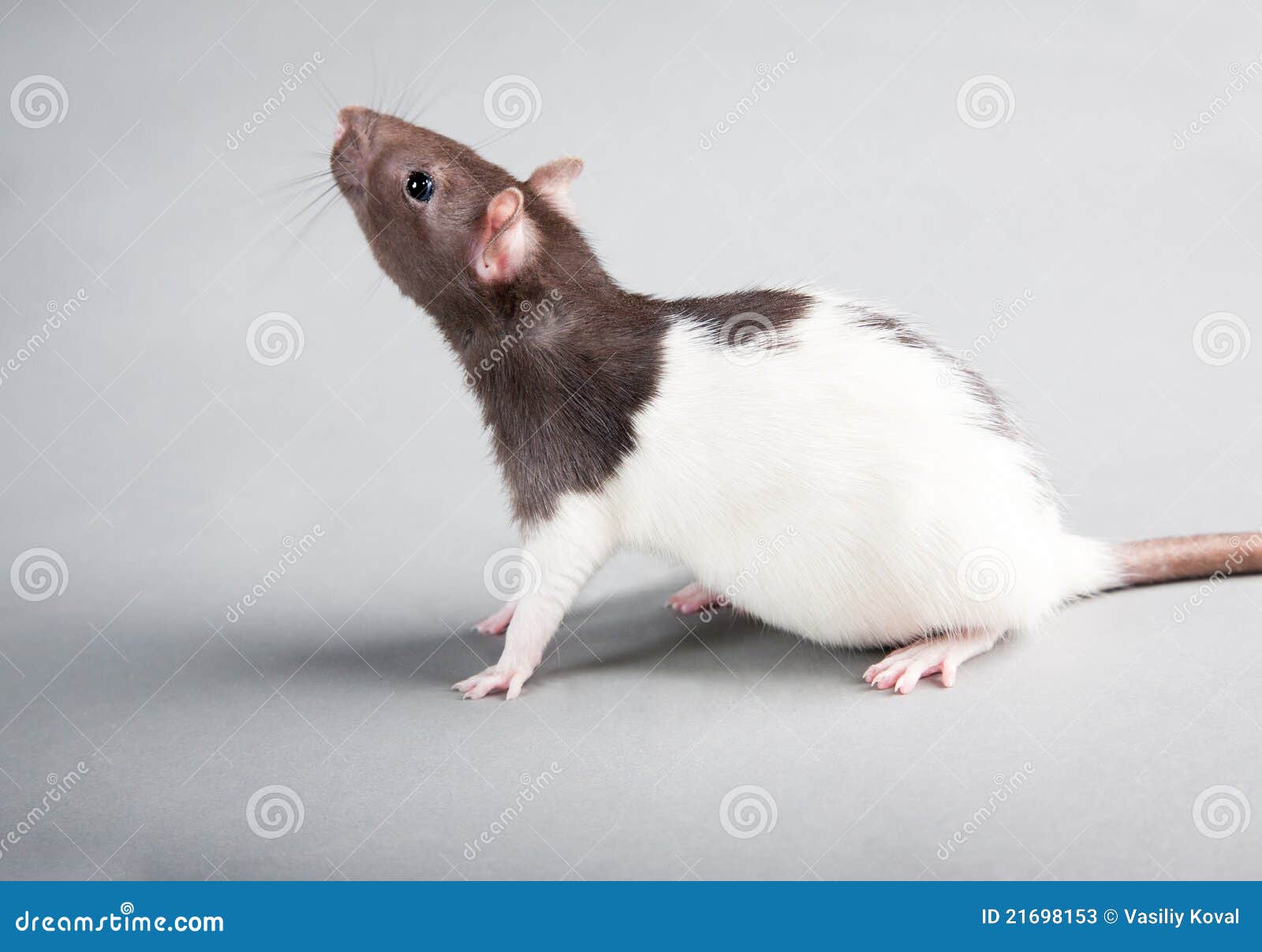 Laboratory rat stock image. Image of gray, genetic, animal - 21698153