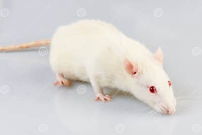 Laboratory rat stock image. Image of curiosity, isolated - 25349807