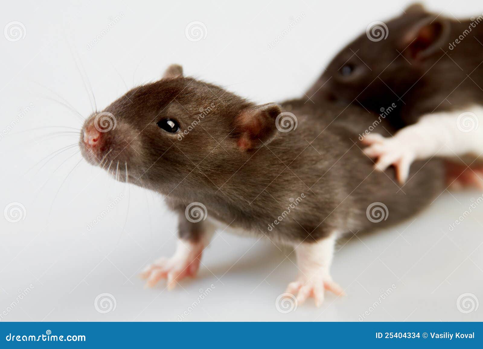 Laboratory rat stock photo. Image of mouse, mammal, gray - 25404334