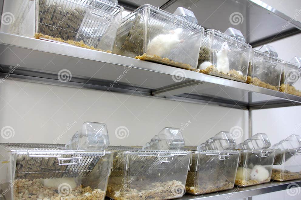 Laboratory rats cages stock image. Image of contagious - 69509281