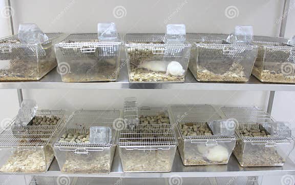 Laboratory rats cages stock photo. Image of body, albino - 70284112