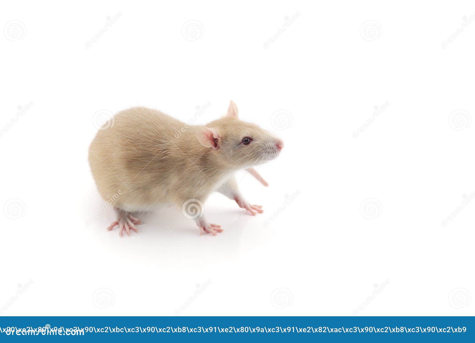 Laboratory Rat Isolated on White Stock Photo - Image of mouse, pest ...