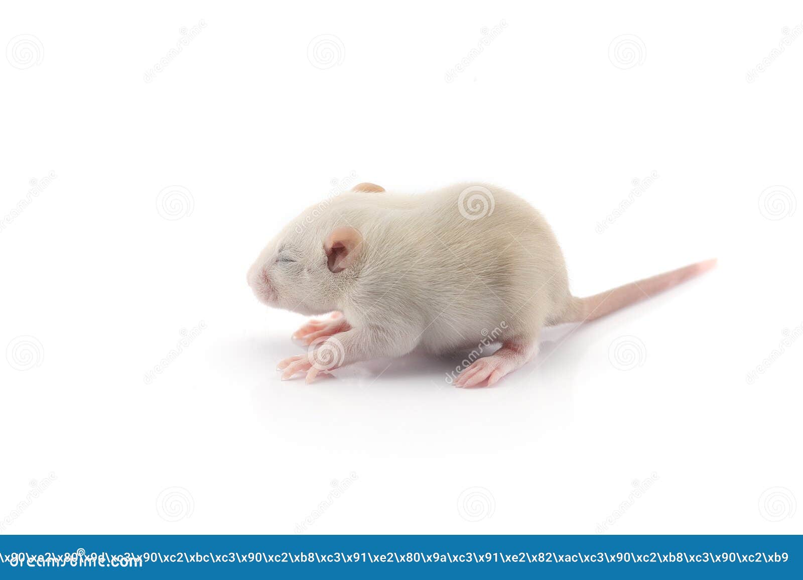 Laboratory Rat Isolated on White Stock Image - Image of baby, fluffy ...