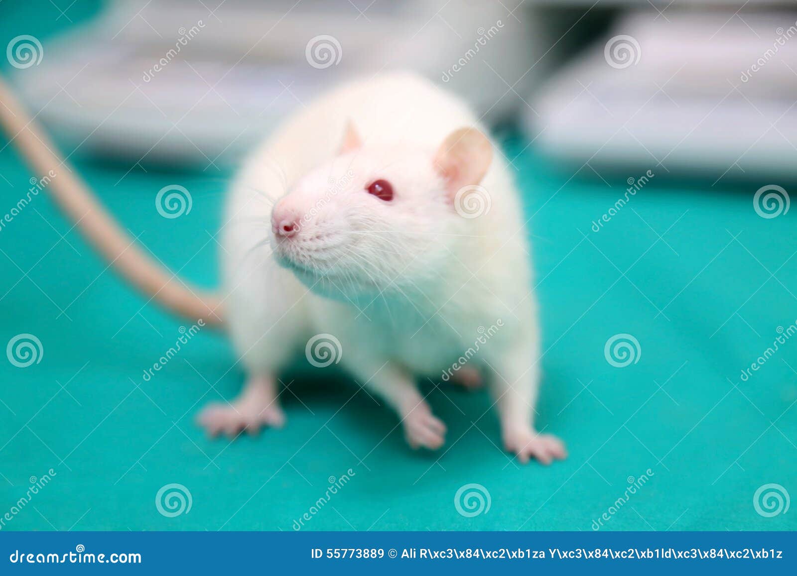 Laboratory rat on table stock image. Image of critter - 55773889