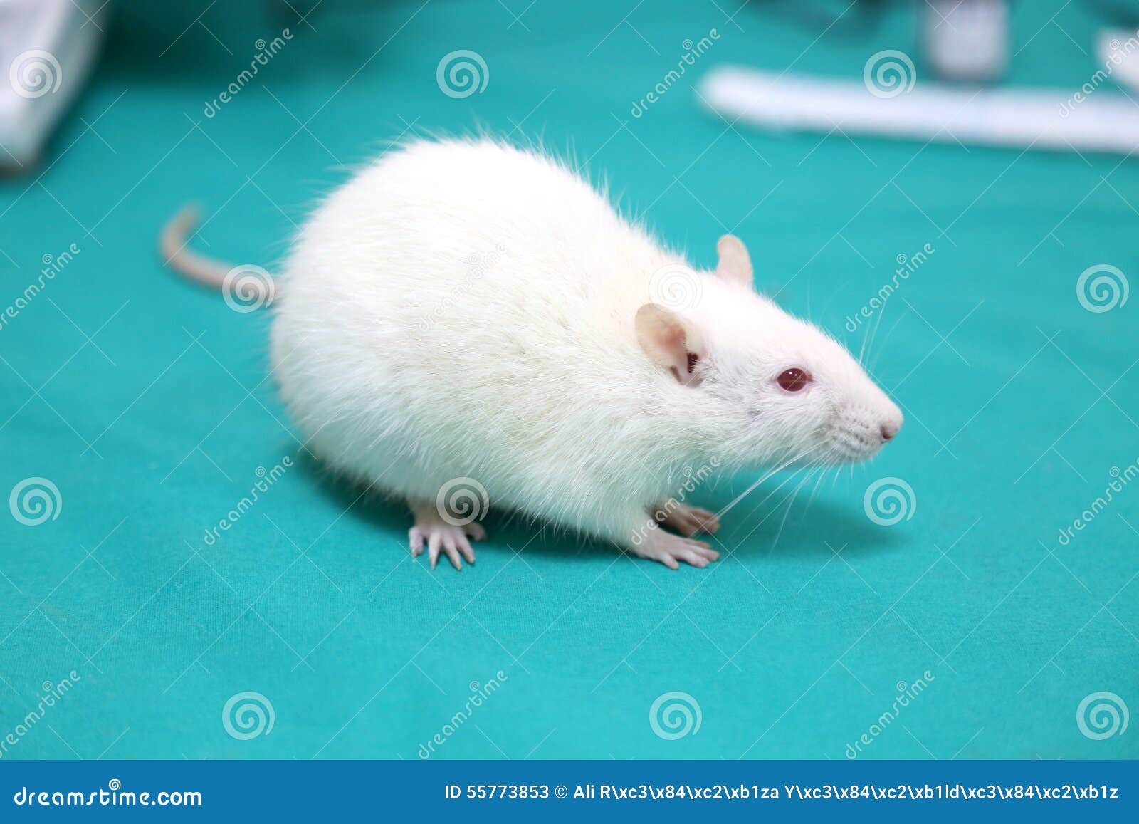 Laboratory rat stock image. Image of examination, experiment - 55773853