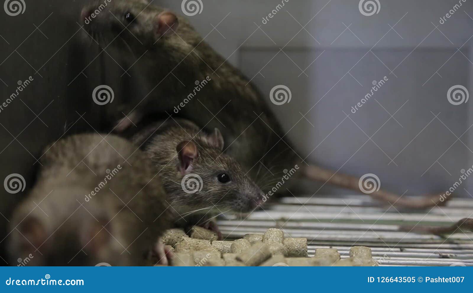 Rats in a cage stock video. Video of infection, gray - 126643505