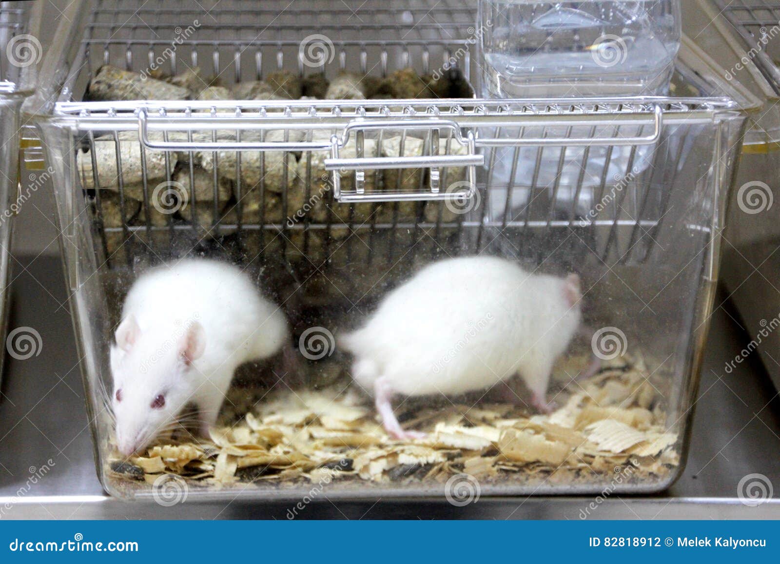 Laboratory rats stock photo. Image of looking, body, cute - 82818912