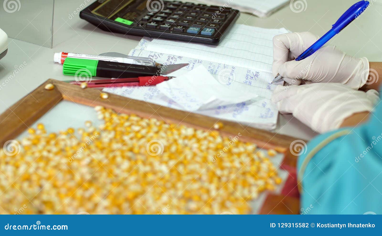 Laboratory Research of Corn Seeds. Samples of Different Species ...
