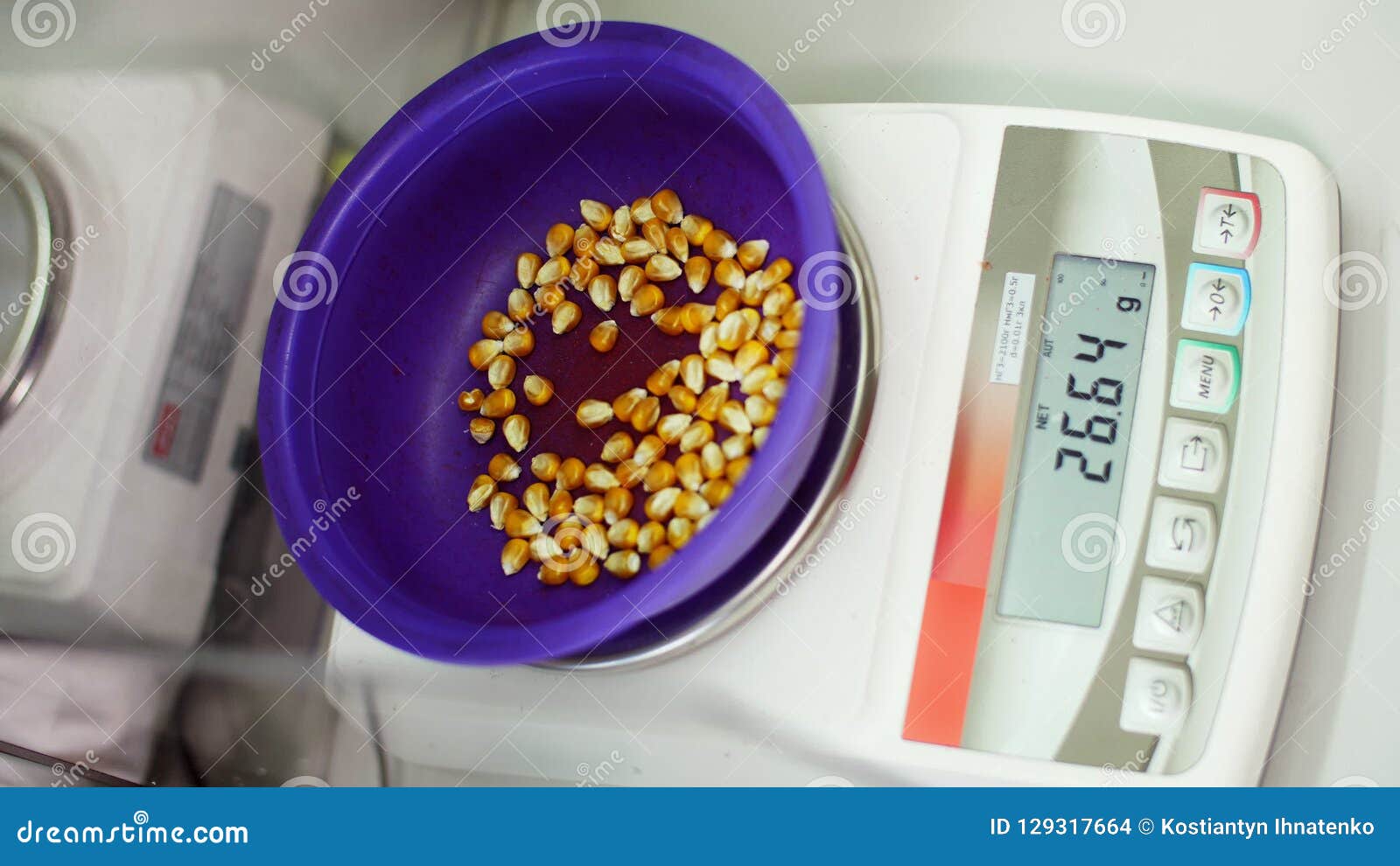 Laboratory Research of Corn Seeds. Samples of Different Species ...