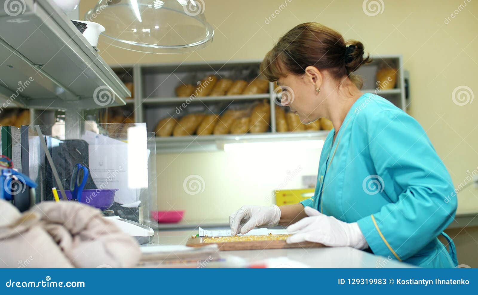 Laboratory Research of Corn Seeds. Samples of Different Species ...