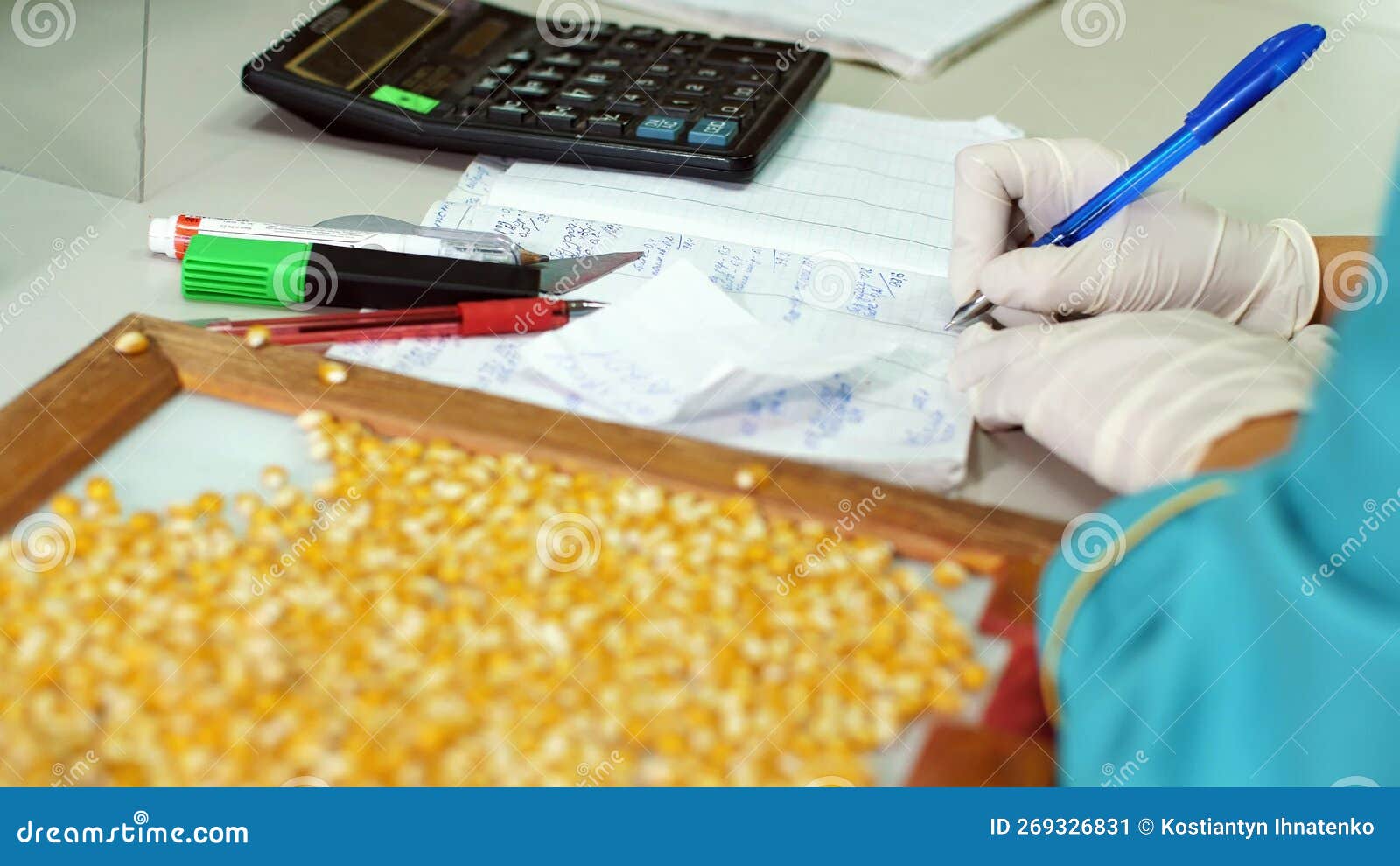 Laboratory Research of Corn Seeds. Samples of Different Species ...