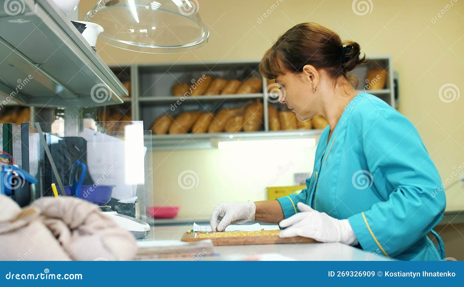 Laboratory Research of Corn Seeds. Samples of Different Species ...