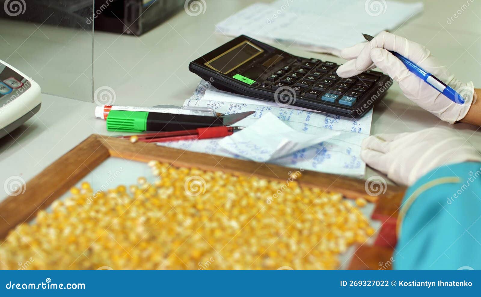 Laboratory Research of Corn Seeds. Samples of Different Species ...