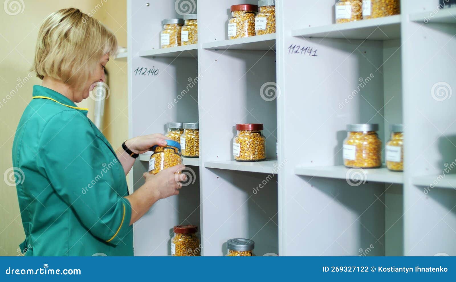 Laboratory Research of Corn Seeds. Samples of Different Species ...