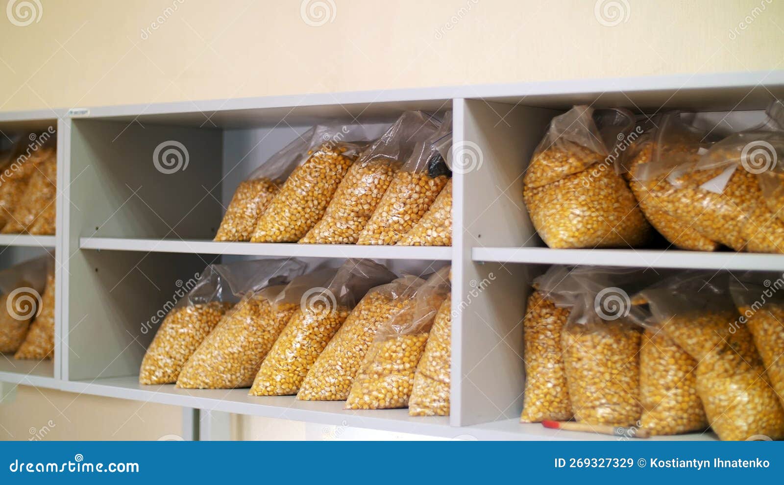 Laboratory Research of Corn Seeds. Samples of Different Species ...