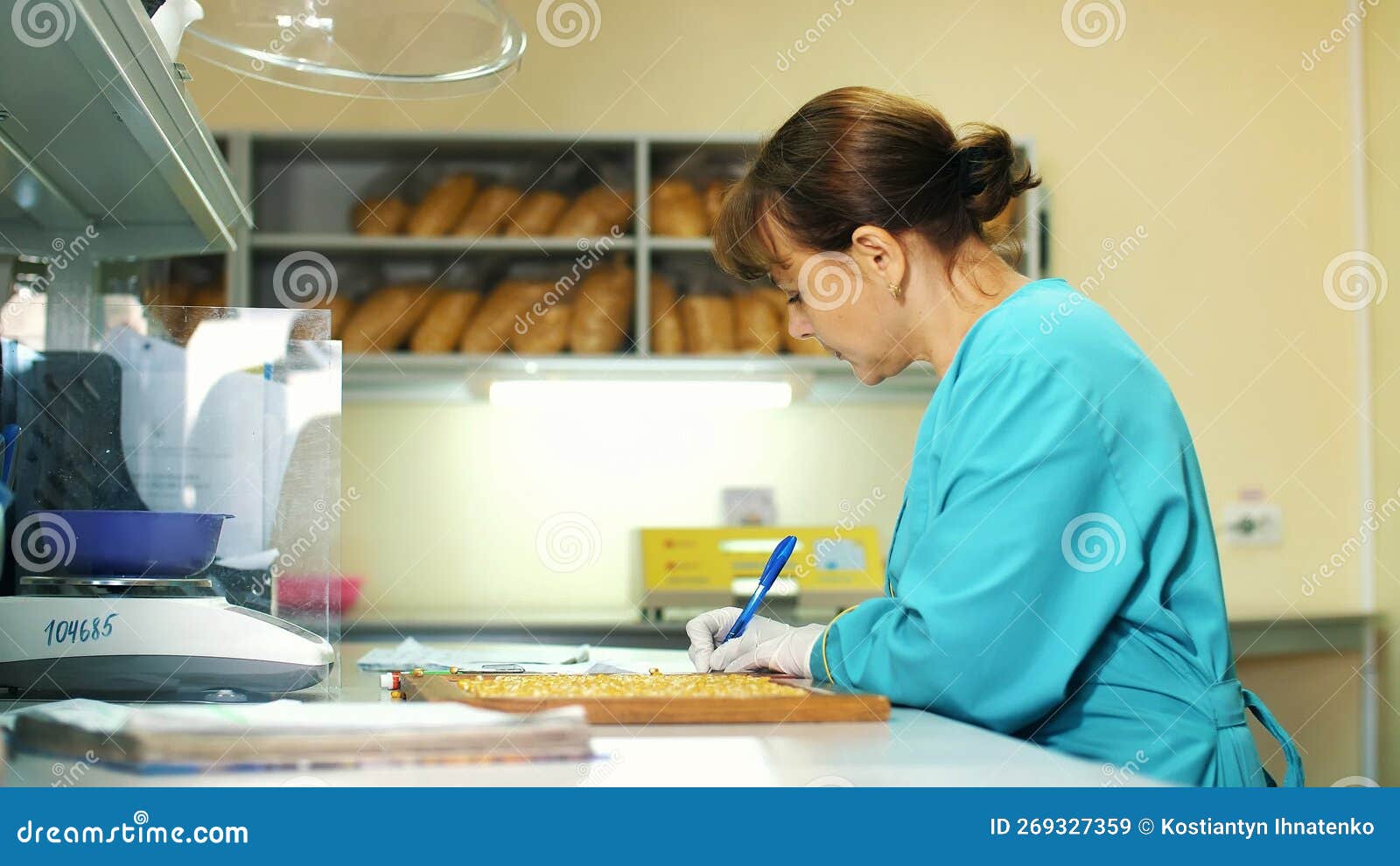 Laboratory Research of Corn Seeds. Samples of Different Species ...