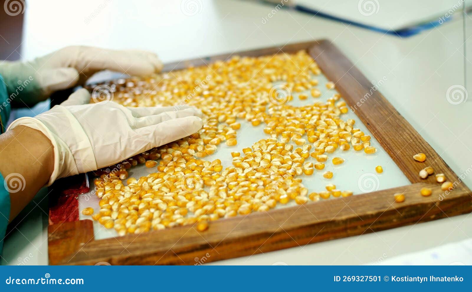 Laboratory Research of Corn Seeds. Samples of Different Species ...