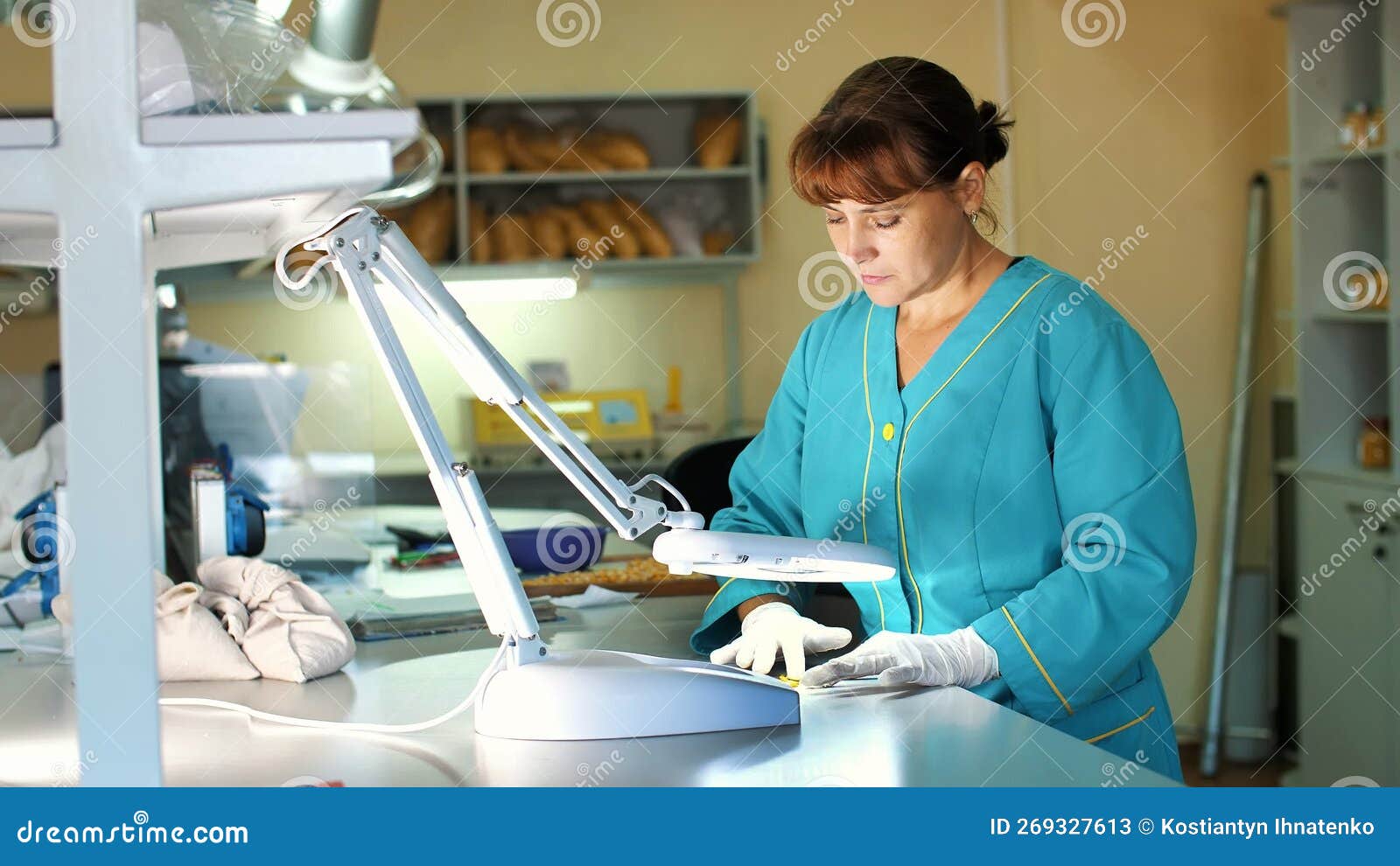 Laboratory Research of Corn Seeds. Samples of Different Species ...