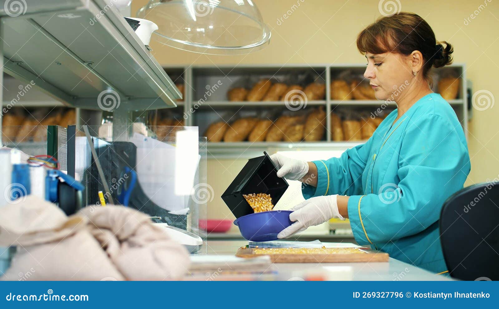 Laboratory Research of Corn Seeds. Samples of Different Species ...