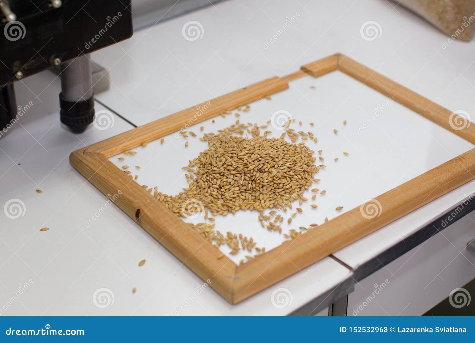 Laboratory Research of Grain Stock Photo - Image of chemistry ...