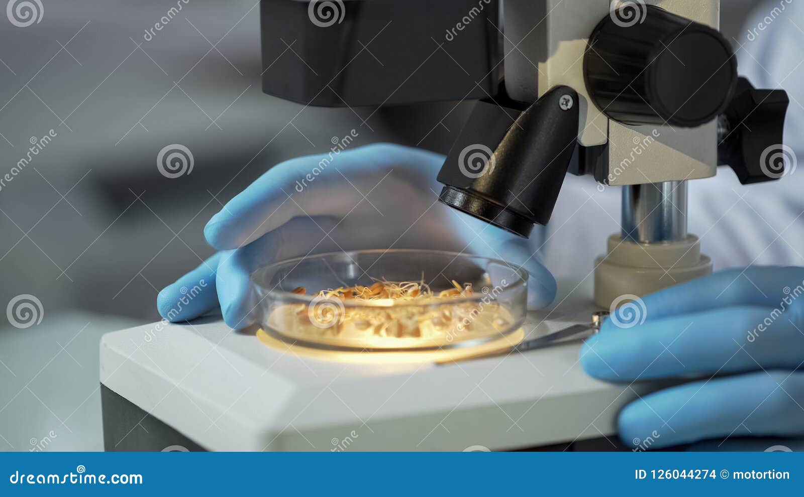 Laboratory Scientist Checking Under Microscope Quality of Newly Bred ...