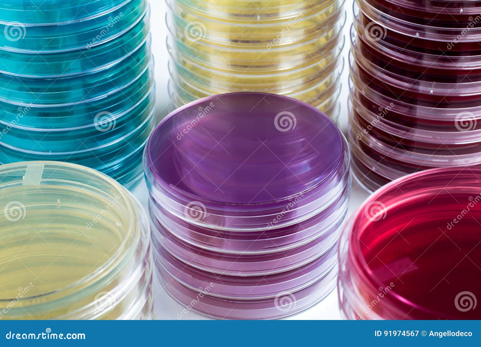 Laboratory Technician with a Culture Medium in Tube and a Plate Stock ...