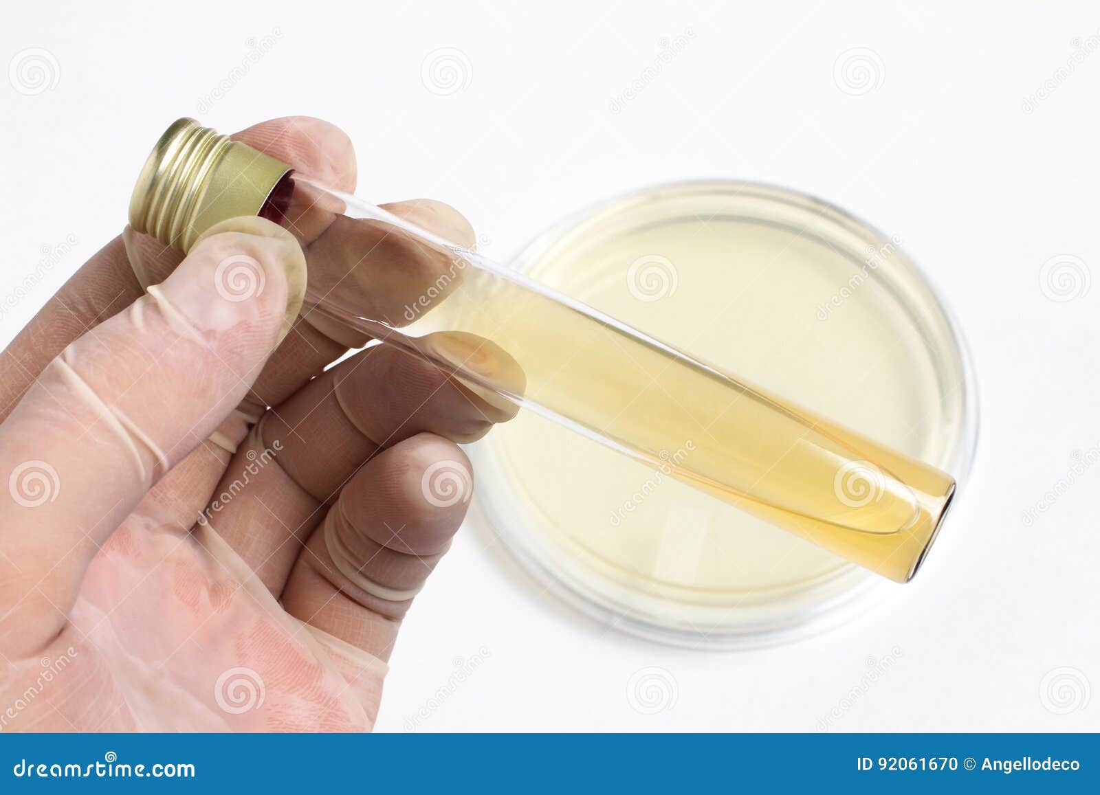 Laboratory Technician with a Culture Medium in Tube and a Plate Stock ...