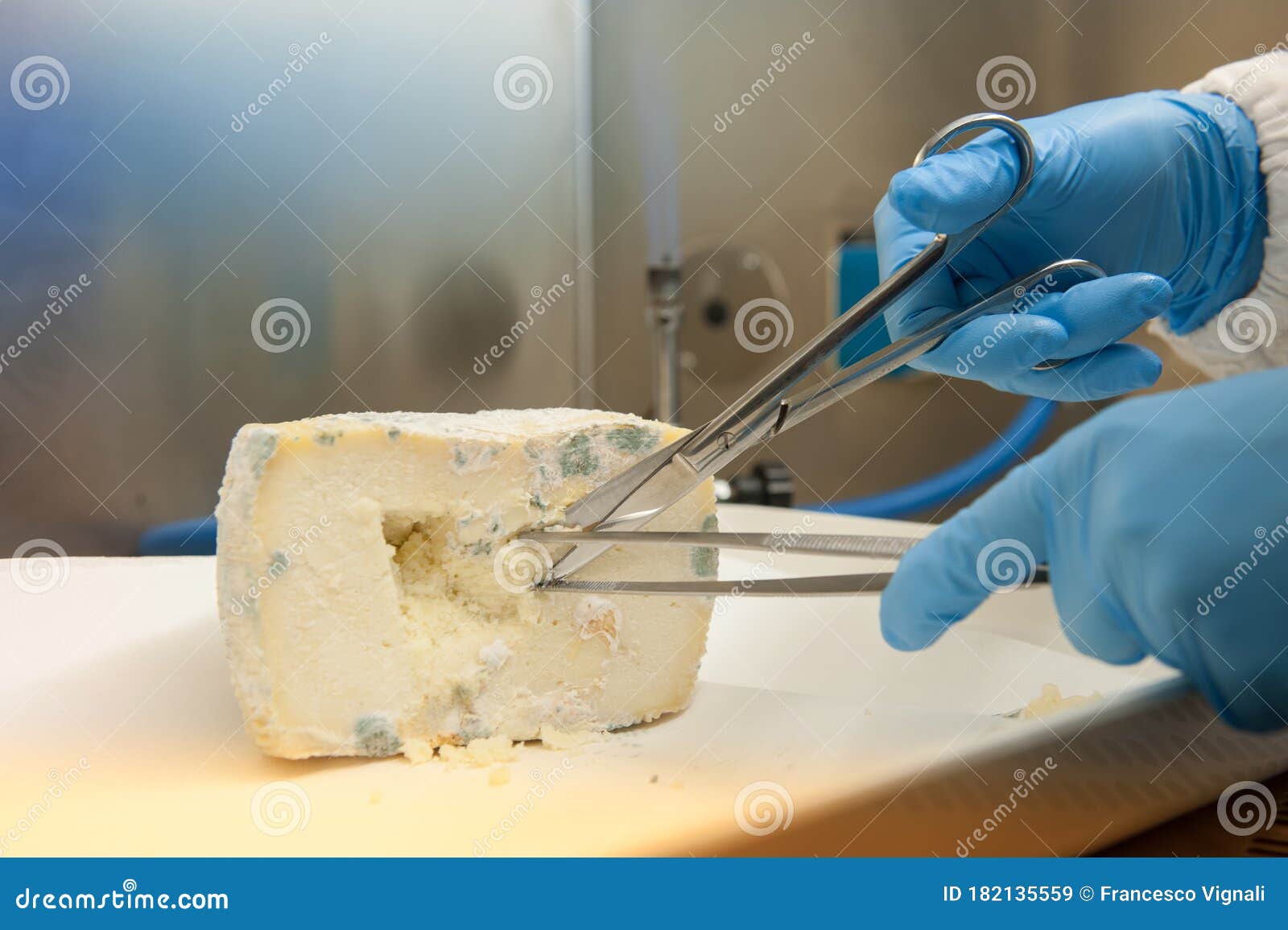 Laboratory Tests To Look for Viruses and Bacteria in a Cheese Stock ...