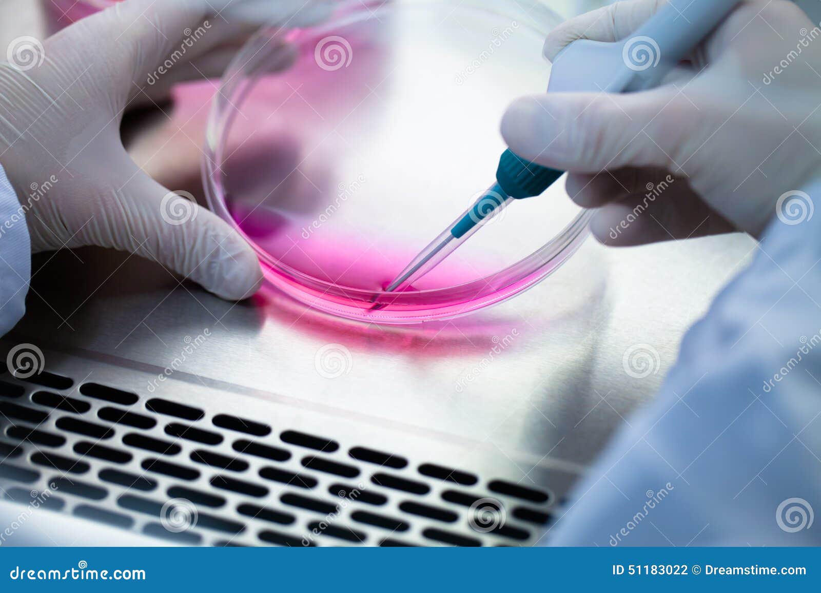 Laboratory Work with Tissue Cultures Stock Photo - Image of biologist ...