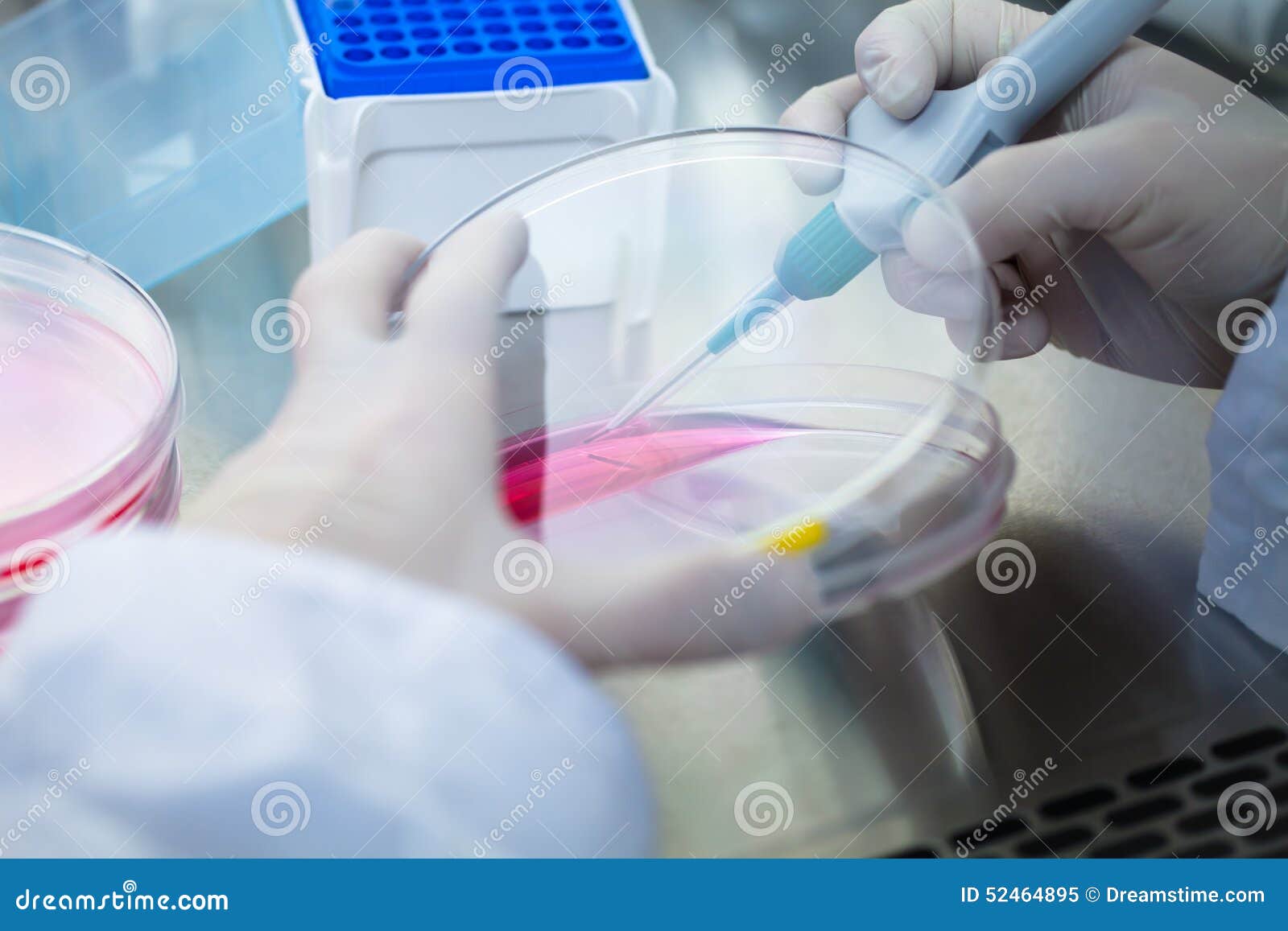 Laboratory Work with Tissue Cultures Stock Image - Image of discovery ...