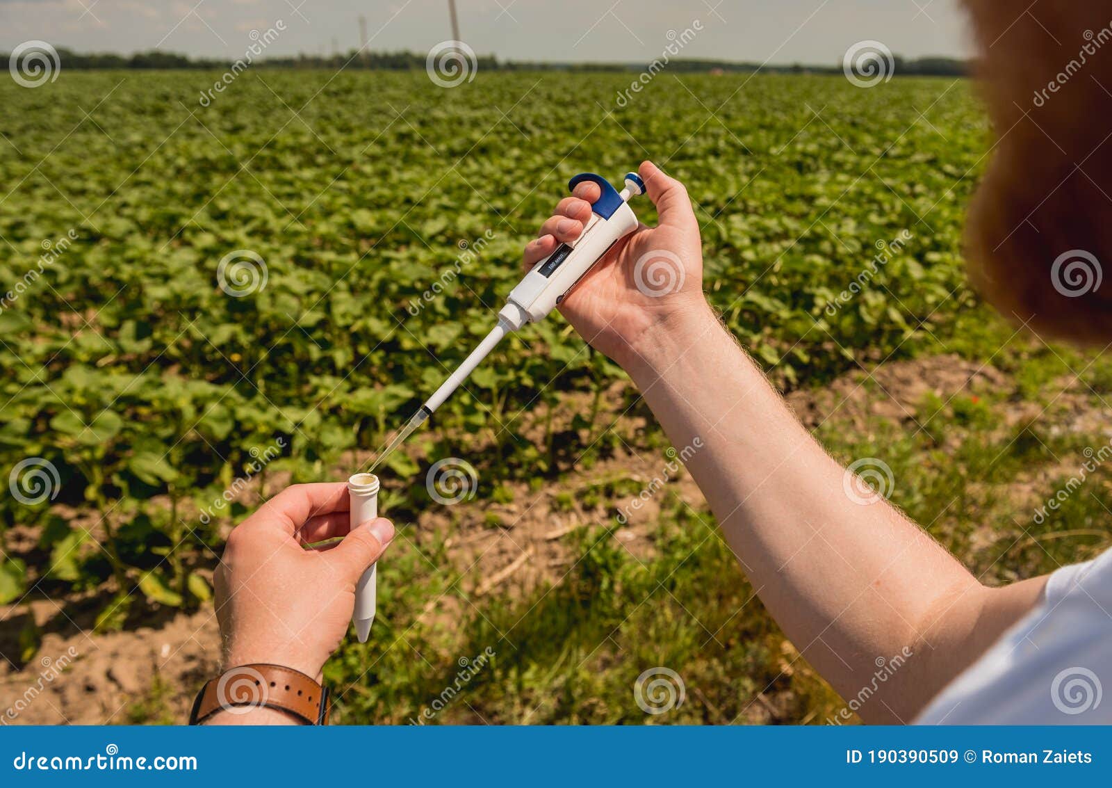 Laboratory Worker Testing Plant Sprouts before Harvest in the Field ...