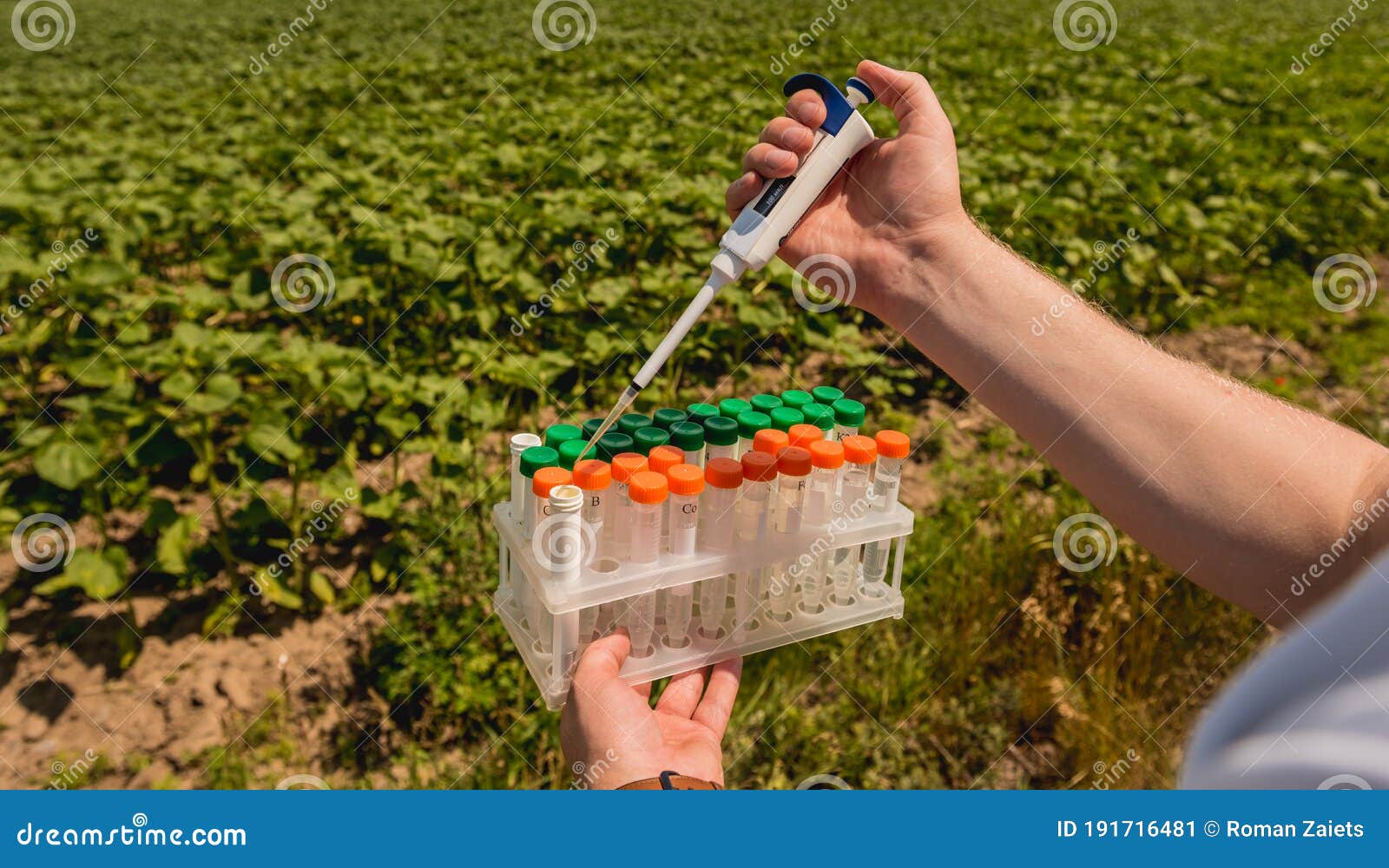 Laboratory Worker Testing Plant Sprouts before Harvest in the Field ...