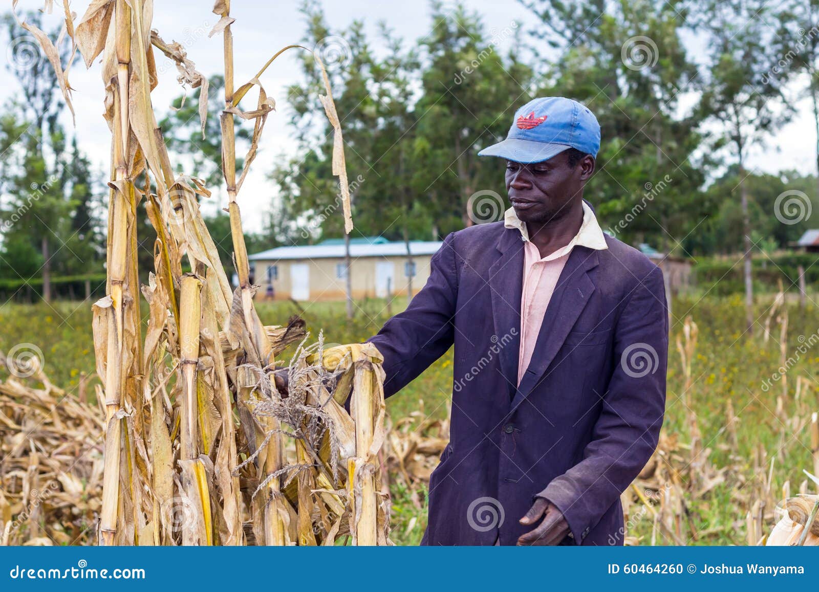 Laborer harvesting maize editorial image. Image of fresh - 60464260